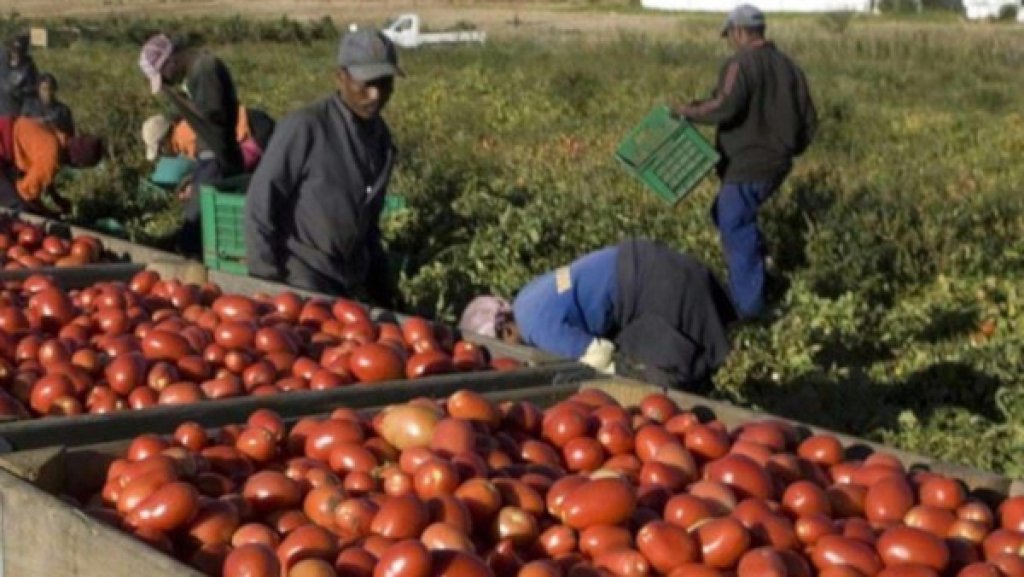 Foreign workers contribute to 32% of Italian agricultural output, says ...